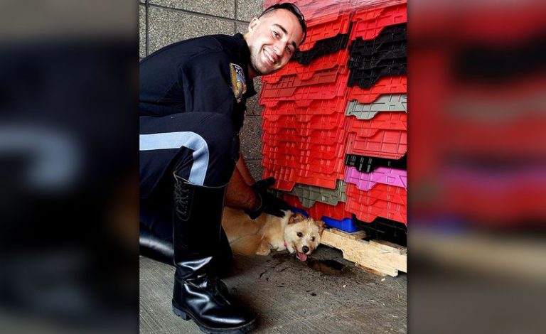 Ginger' the Lost Pup Reunited After 2 Days at JFK Airport